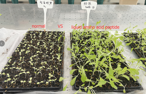 Crops And Vegetables Organic Fertilizer With Amino Acid Oligosaccharide ...