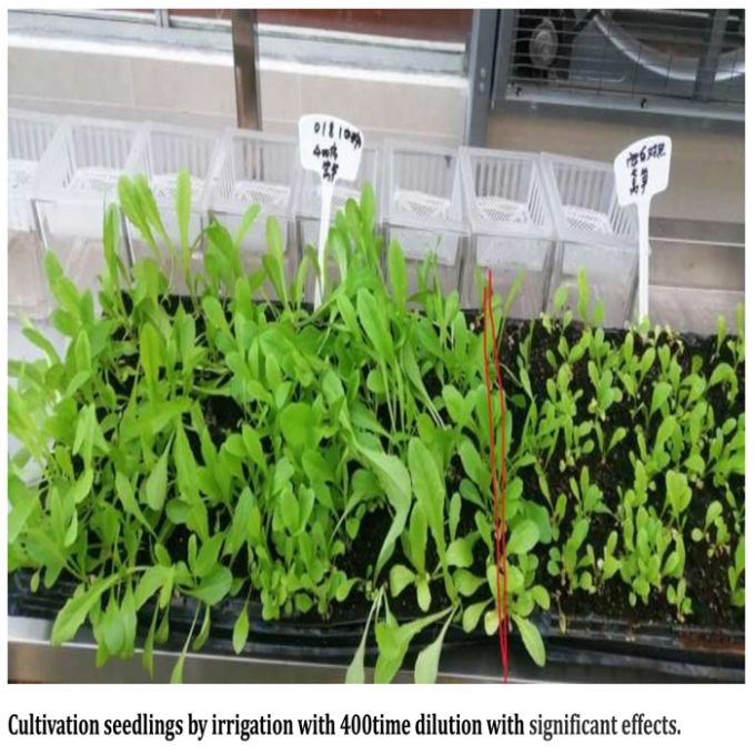 Amino Oligosaccharide peptide fertilizer application on cold, drought ...