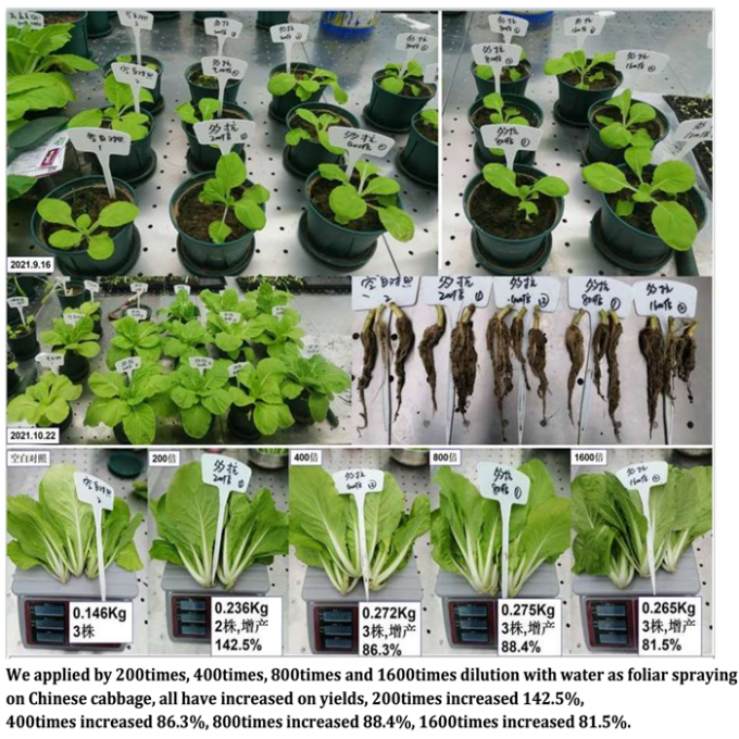 Amino Oligosaccharide peptide fertilizer application on cold, drought ...