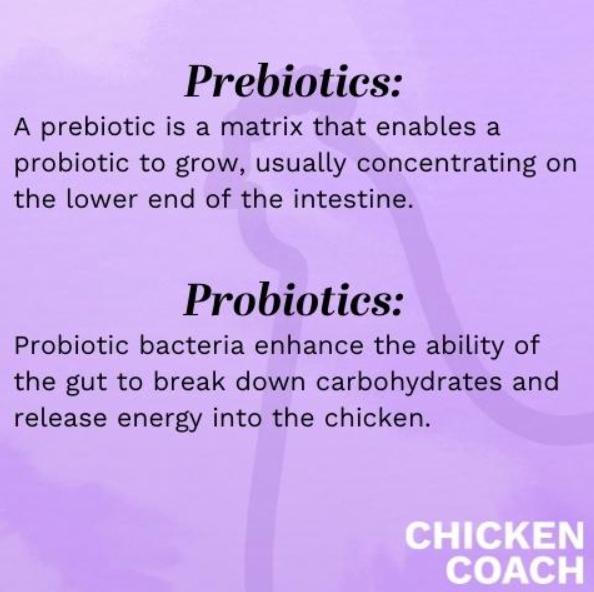 Compound Probiotics For Growth And Reproduction Of Intestinal ...
